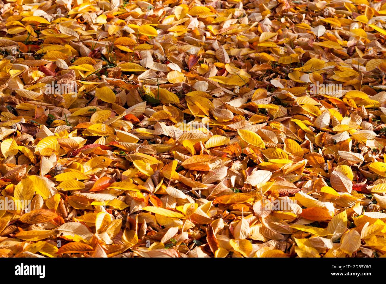 autumn nature with multi-colored trees that change the color of the foliage with seasonal ...