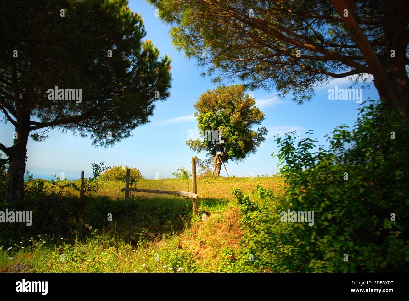 Forest and Thinking Tree Stock Photo - Alamy
