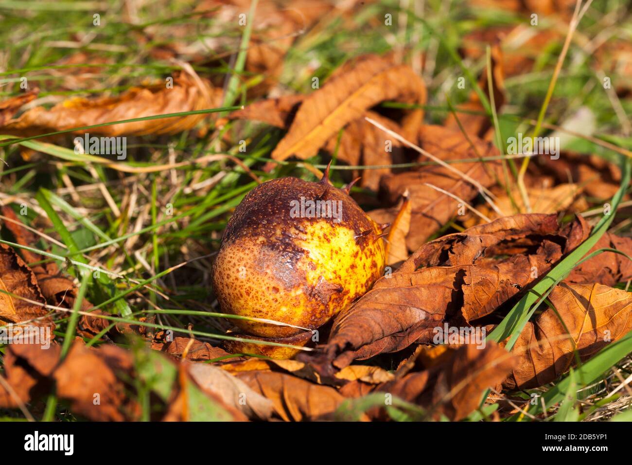 warm weather in the Park in the autumn season, real autumn in the ...