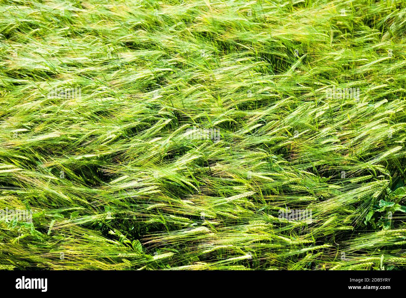 High crop yield wheat hi-res stock photography and images - Alamy