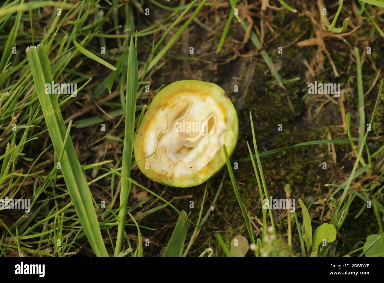 Walnut spots hi-res stock photography and images - Alamy