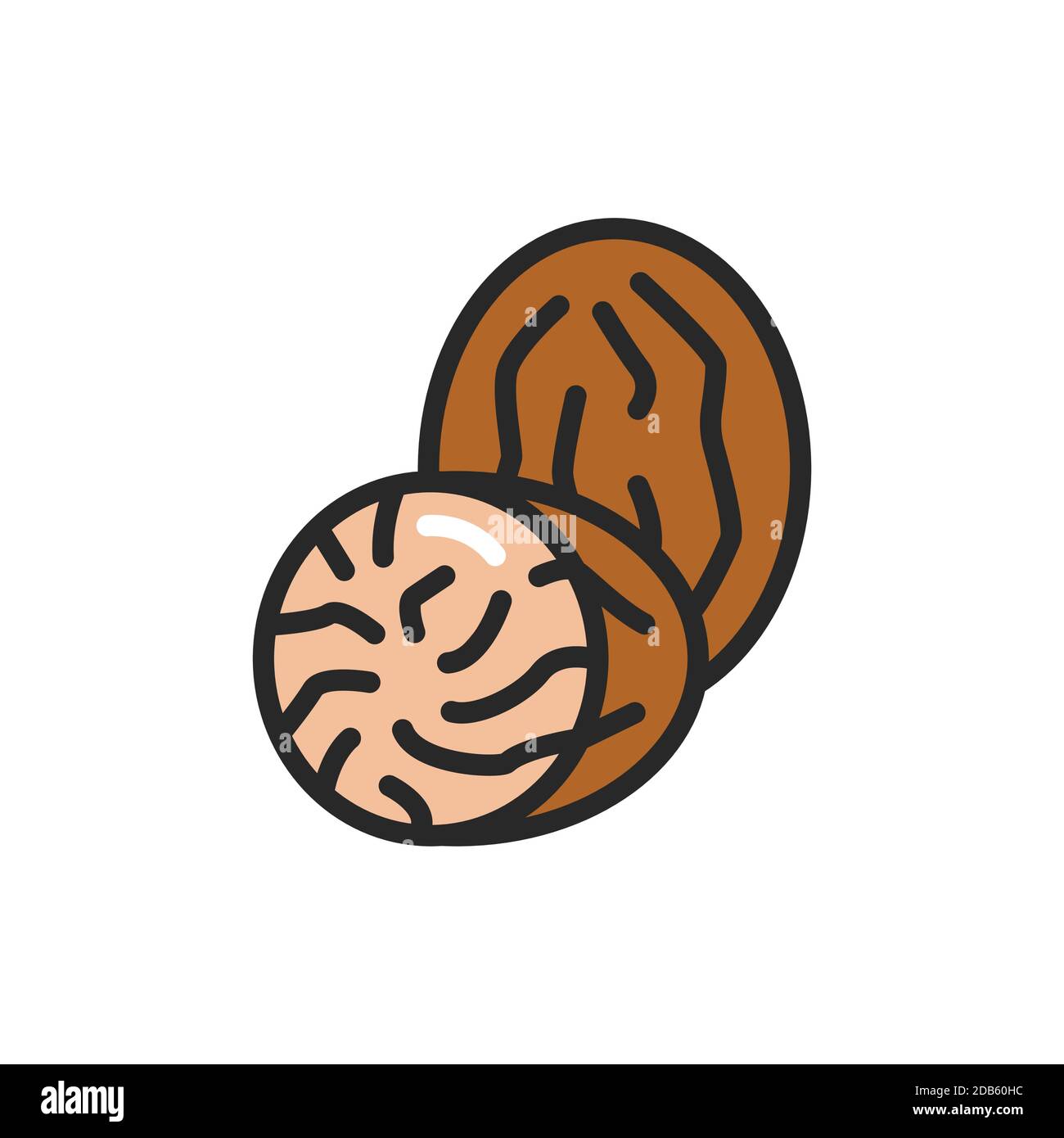 Nutmeg color line icon. Isolated vector element. Outline pictogram for ...