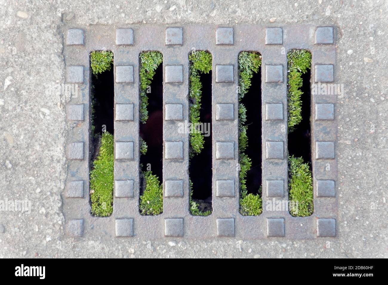drain cover with micro flora Stock Photo - Alamy