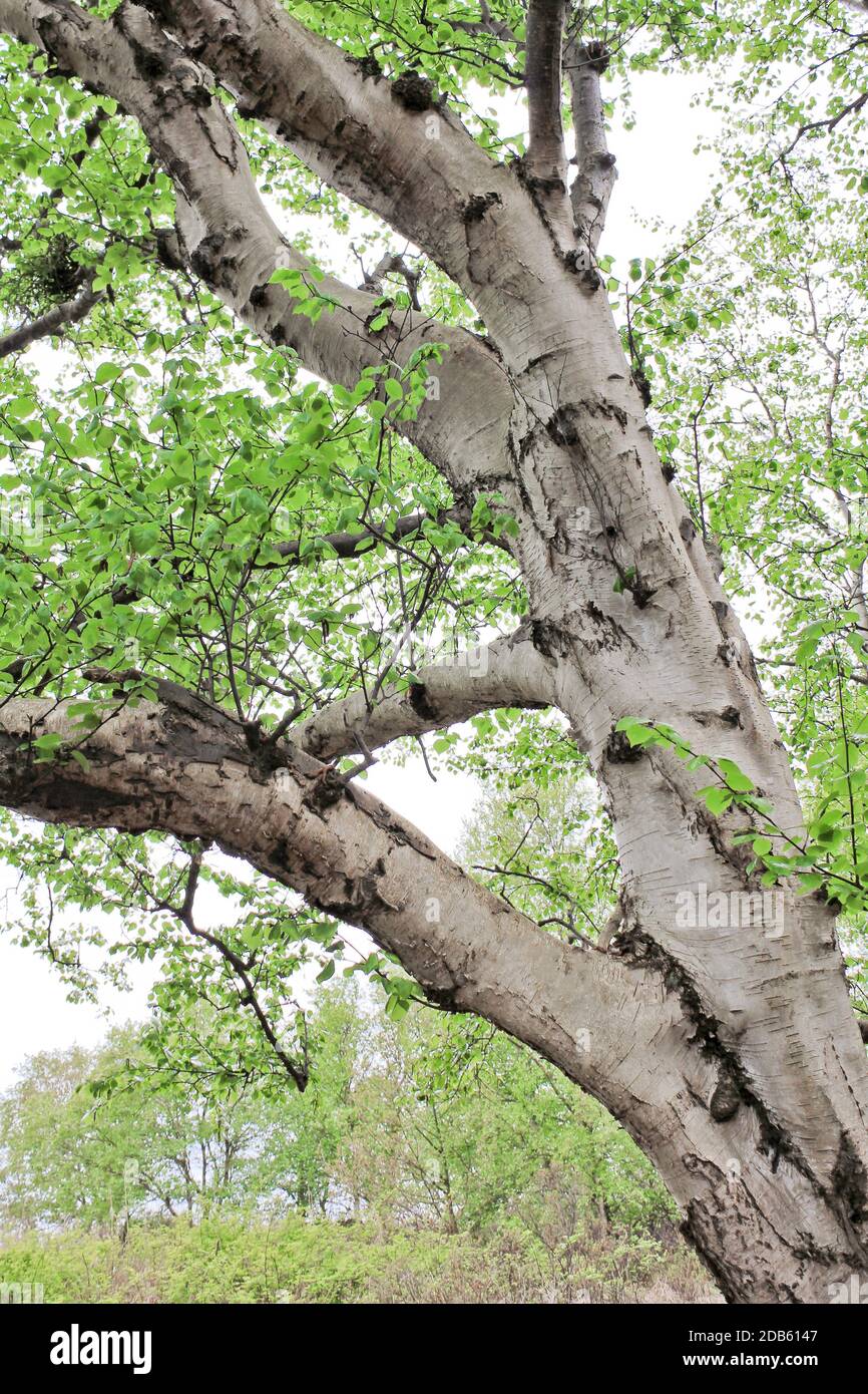 Beautiful birch tree in the north German moor landscape. Sehestedt ...