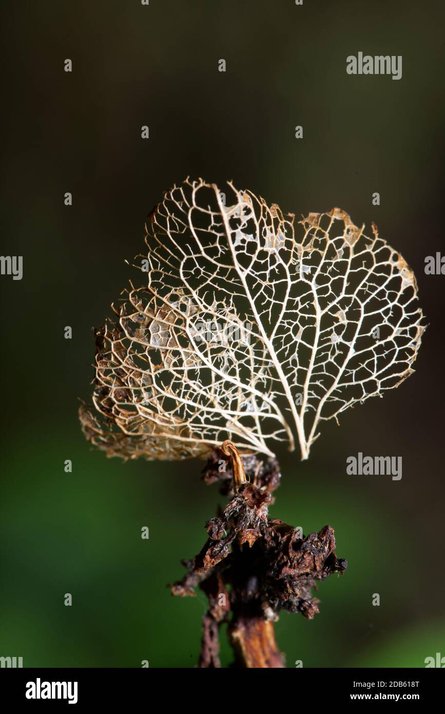 Skeleton leaf tree hi-res stock photography and images - Alamy