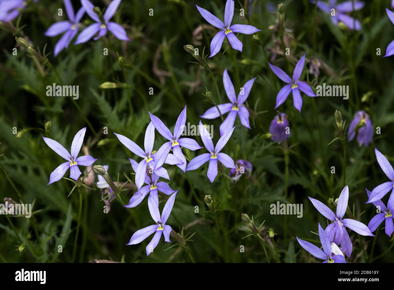 Isotoma axillaris Gemini Blue Stock Photo - Alamy