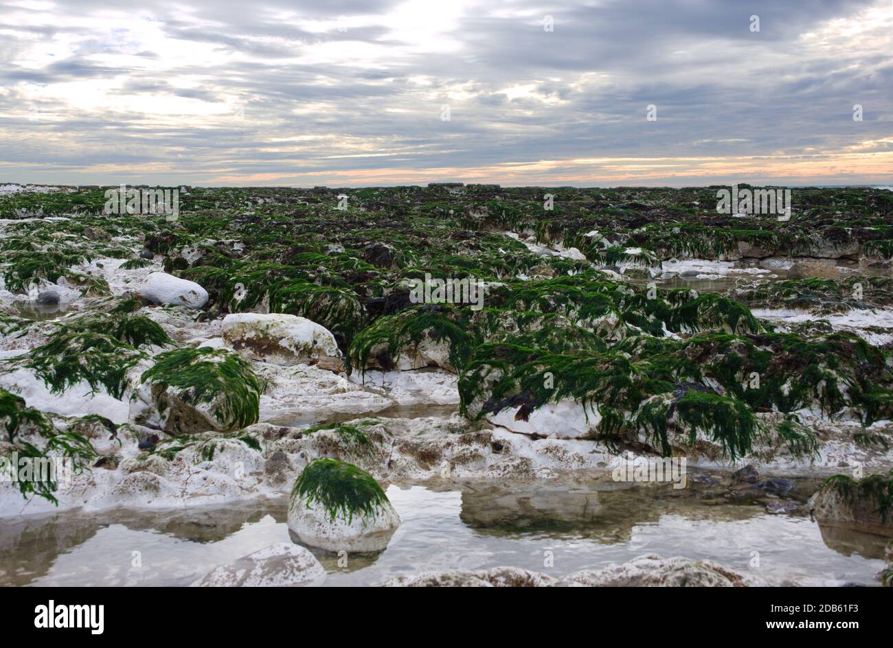 rock pool chalk with seaweed growing on it Stock Photo - Alamy