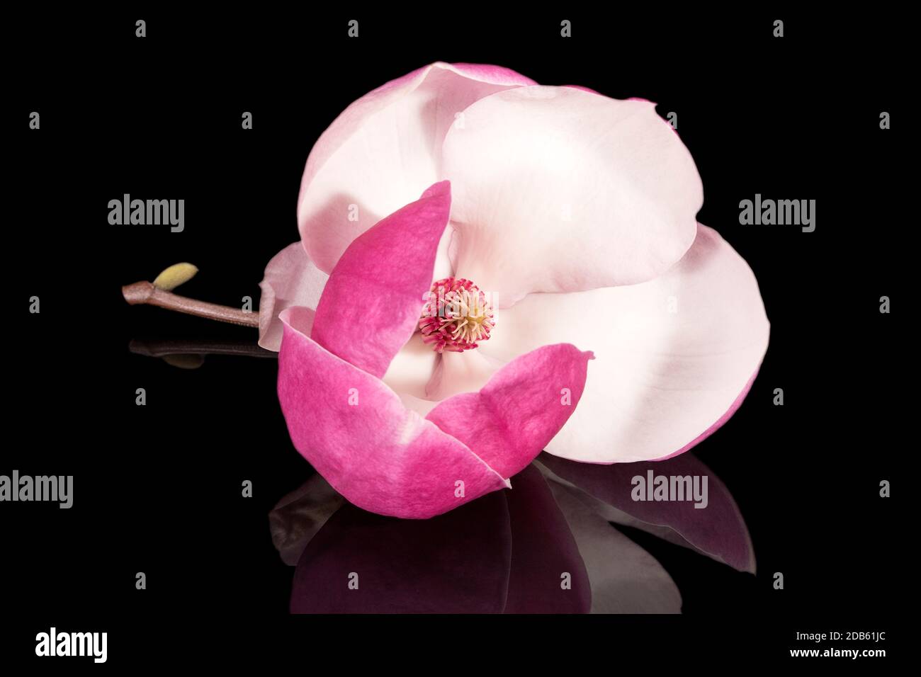 Flower of pink Magnolia isolated on black background, reflection Stock ...