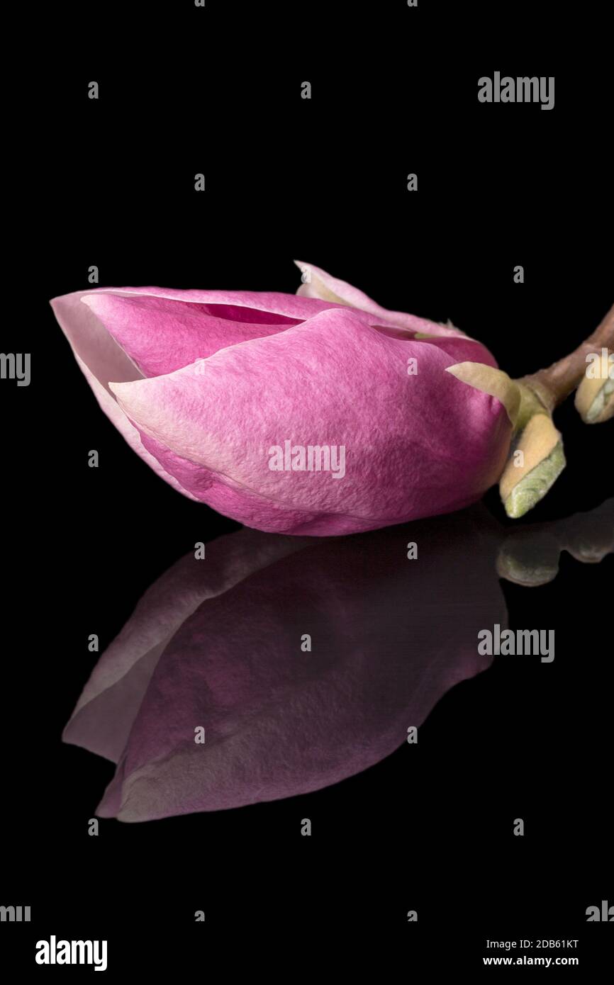 Flower of pink Magnolia isolated on black background, reflection Stock ...