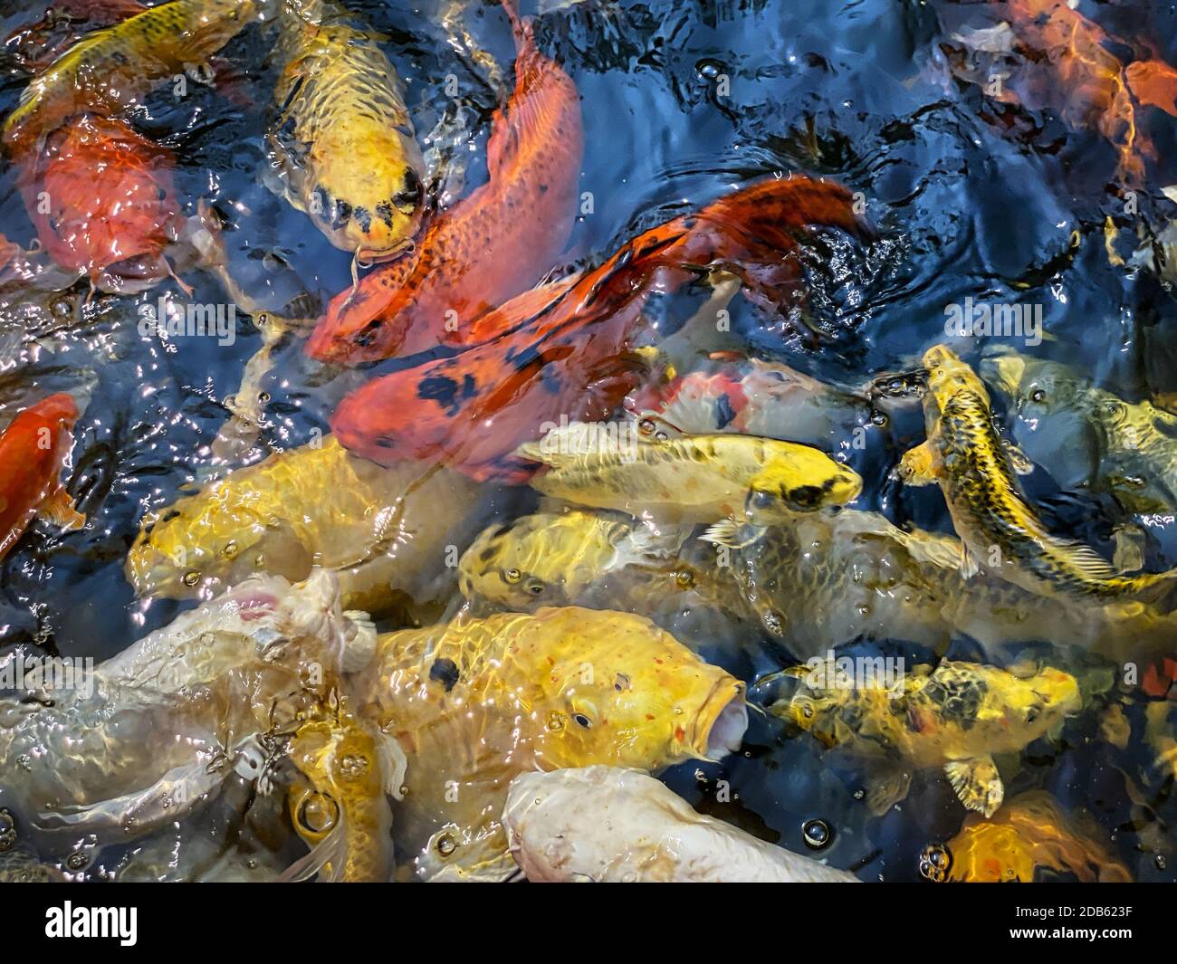 Koi Carps, swarm of fish in pond of japanese garden Stock Photo - Alamy