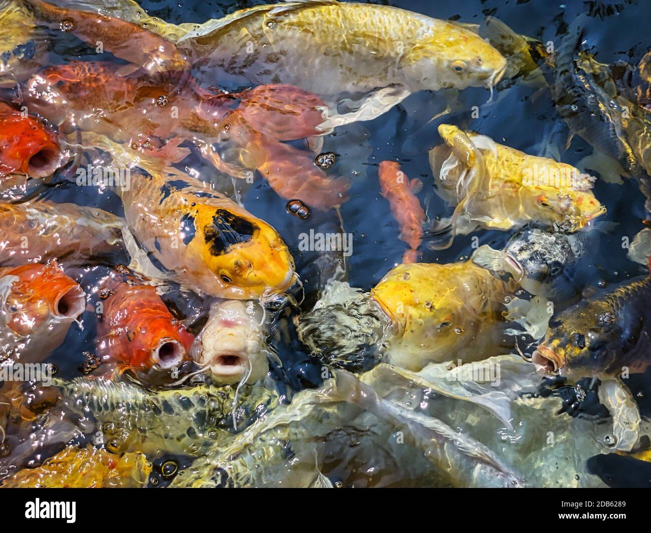 Koi Carps, swarm of fish in pond of japanese garden Stock Photo - Alamy