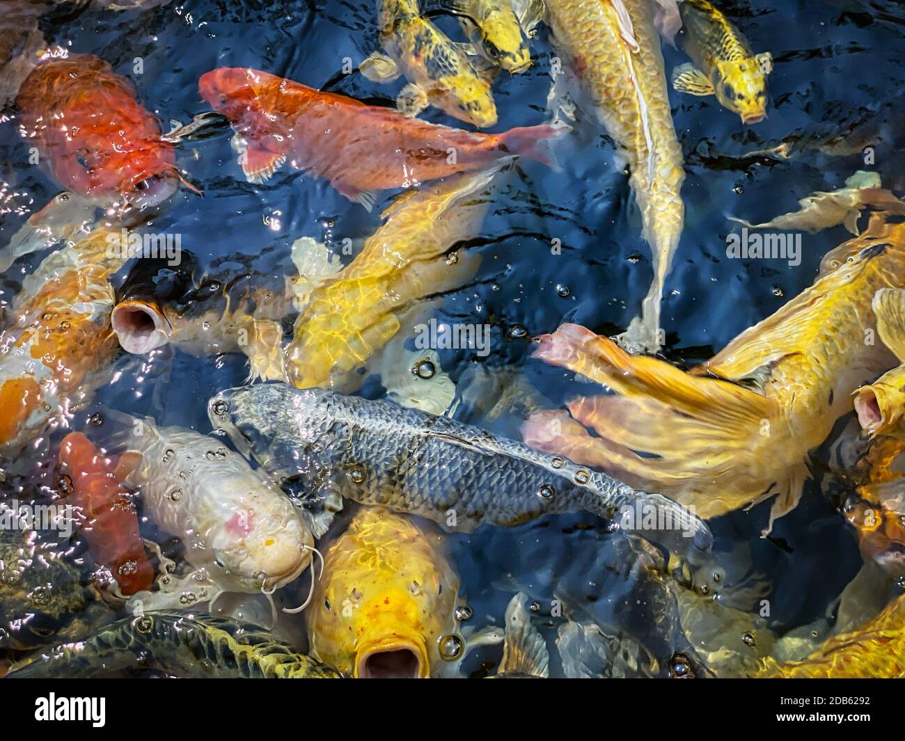 Koi Carps, swarm of fish in pond of japanese garden Stock Photo - Alamy