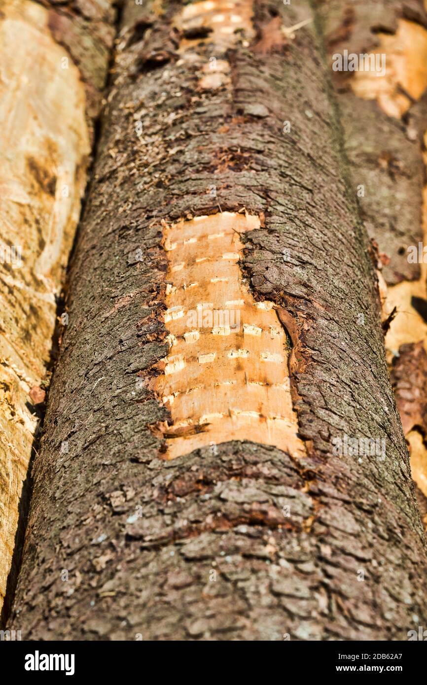 Sections stacked tree trunks hi-res stock photography and images - Alamy