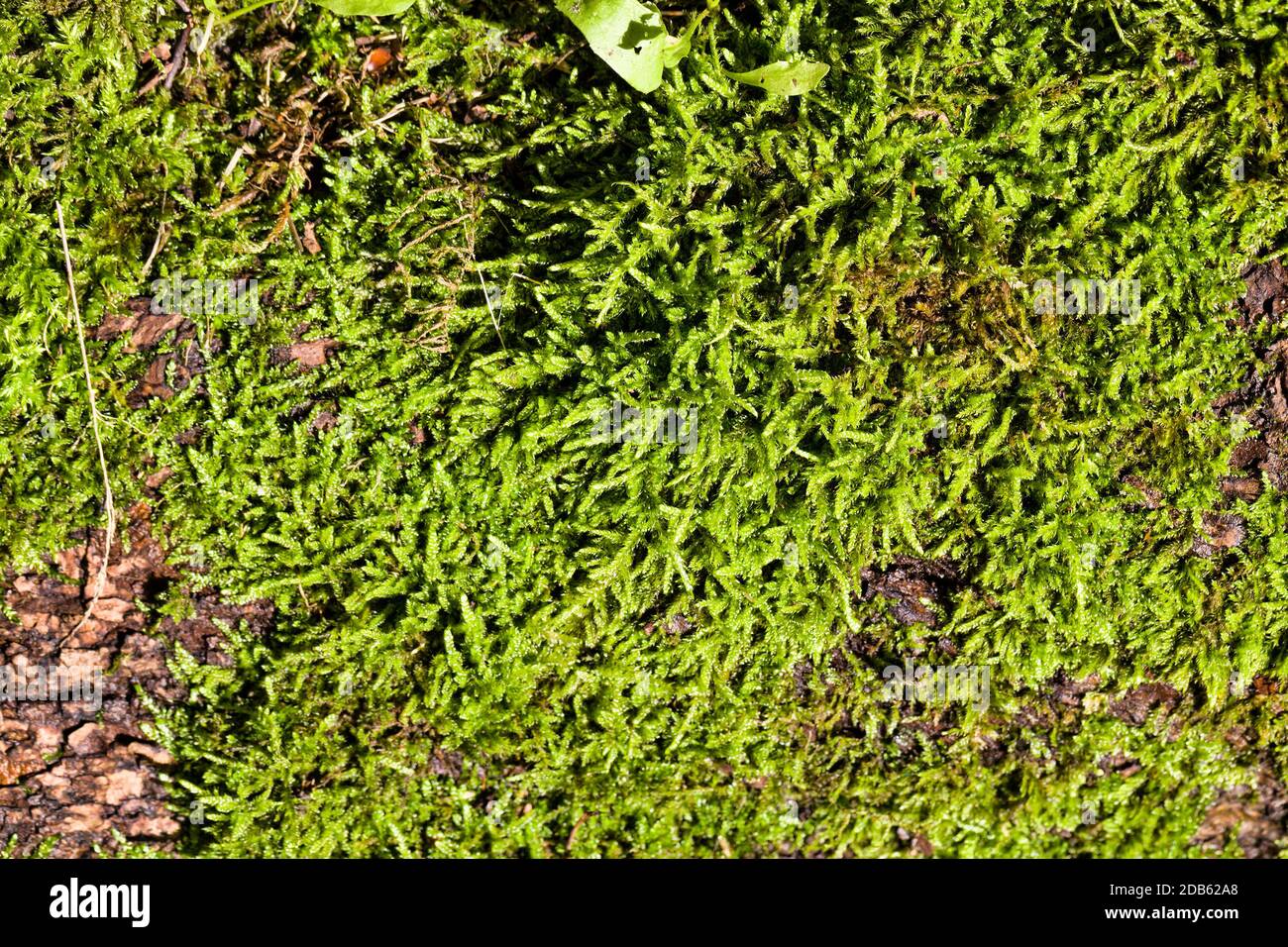 green bright moss grows on the surface of different surfaces Stock ...