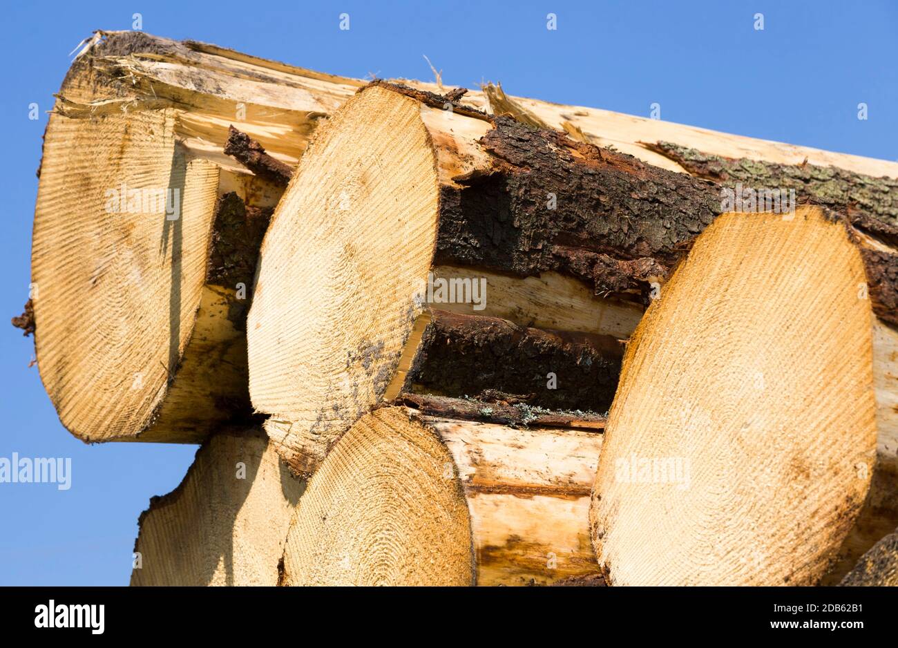 Logging on industrial scale hi-res stock photography and images - Alamy