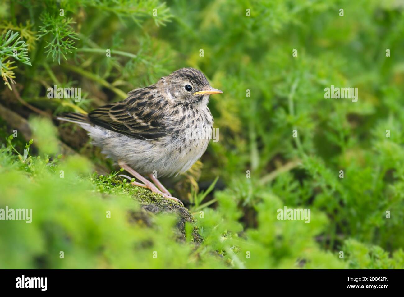 Animals of grasslands hi-res stock photography and images - Alamy