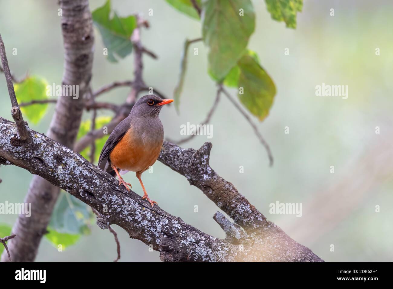 Abyssinian thrush (Turdus abyssinicus) is a passerine bird in the ...