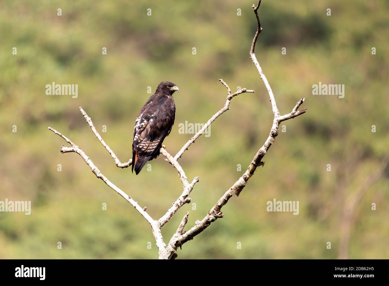 bird of prey Augur buzzard (Buteo augur),fairly large African bird of ...