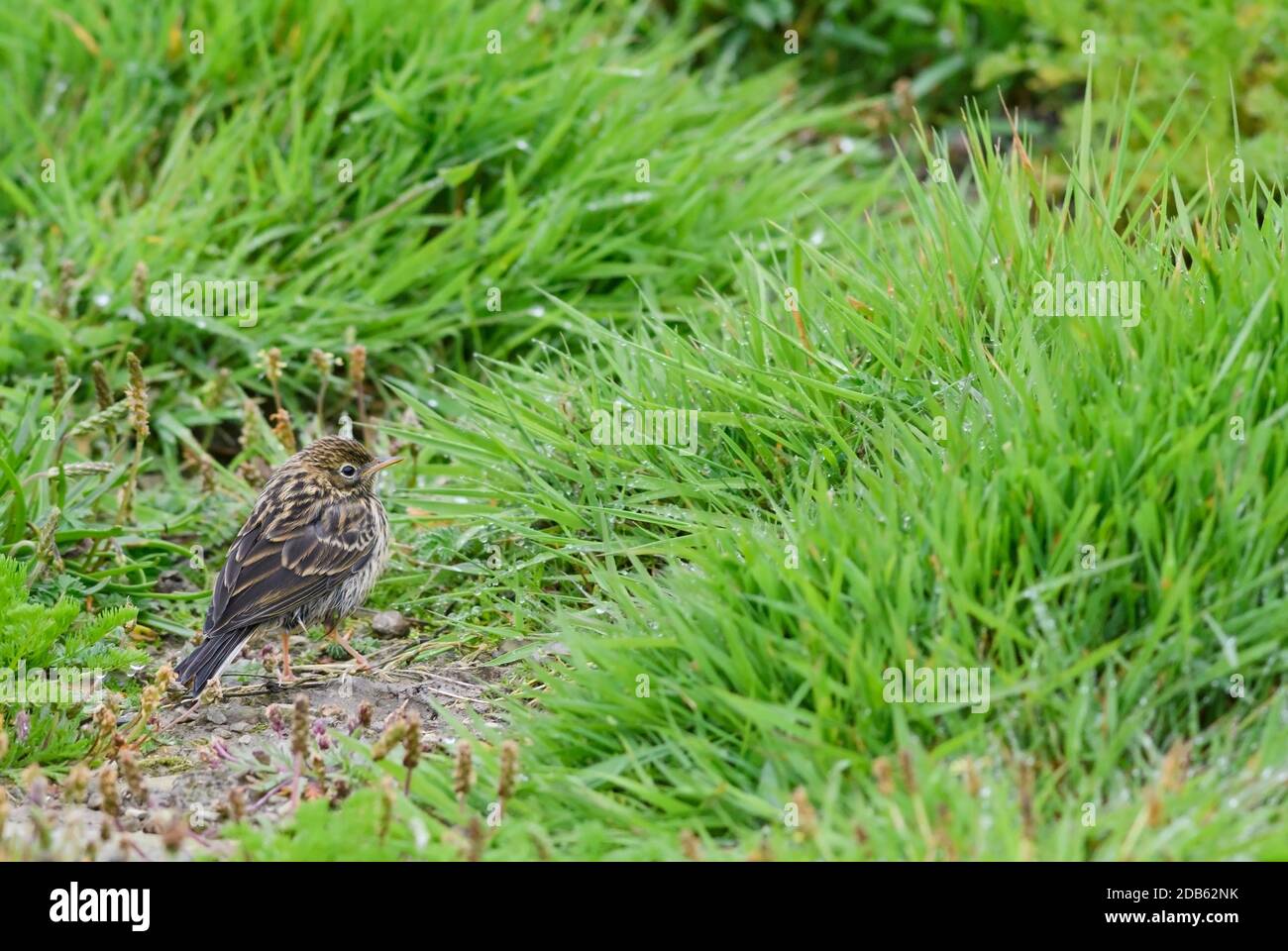 Meadow Pipit - Anthus pratensis, small brown perching bird from ...