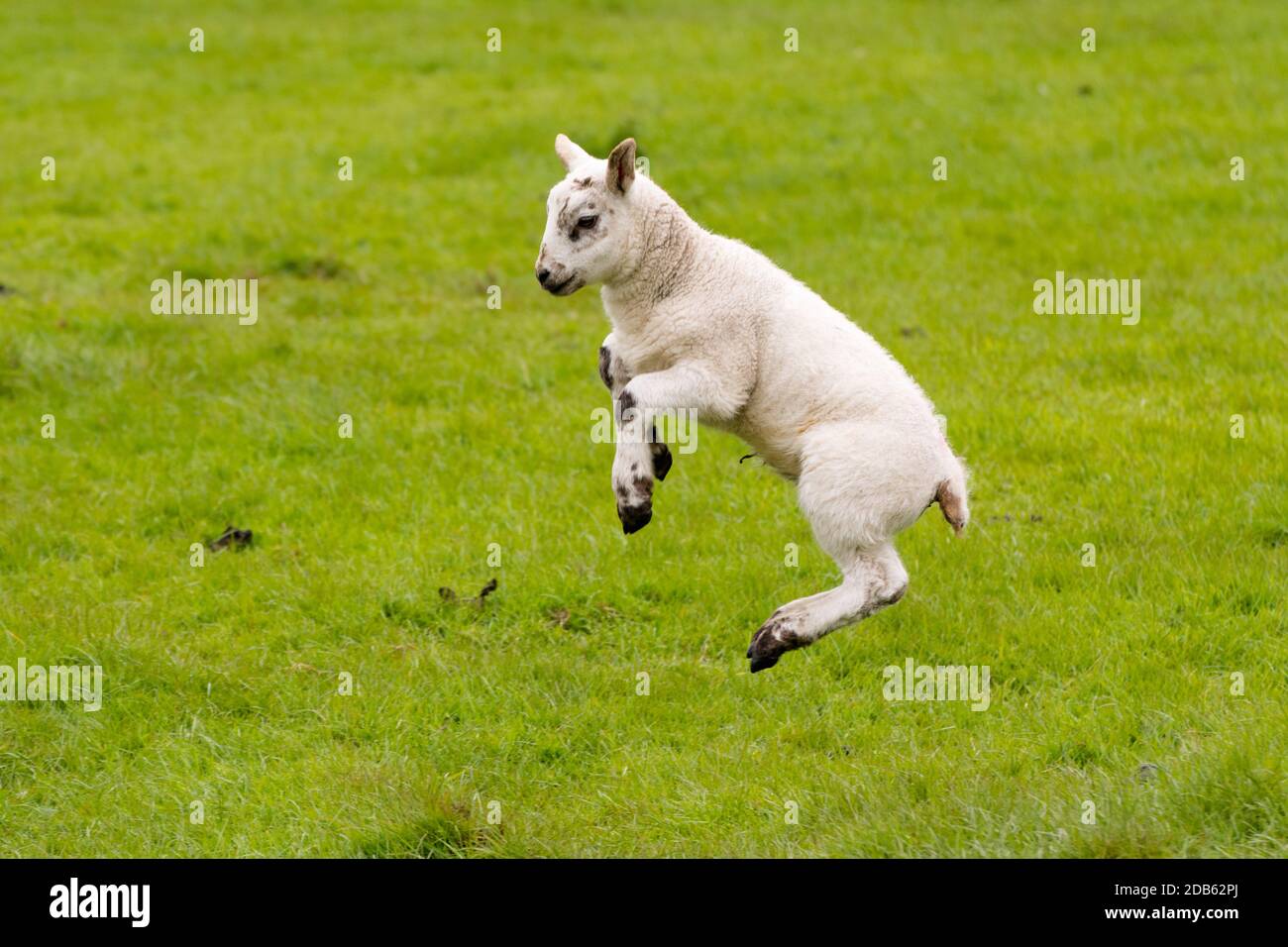 Jumping sheep hi-res stock photography and images - Alamy