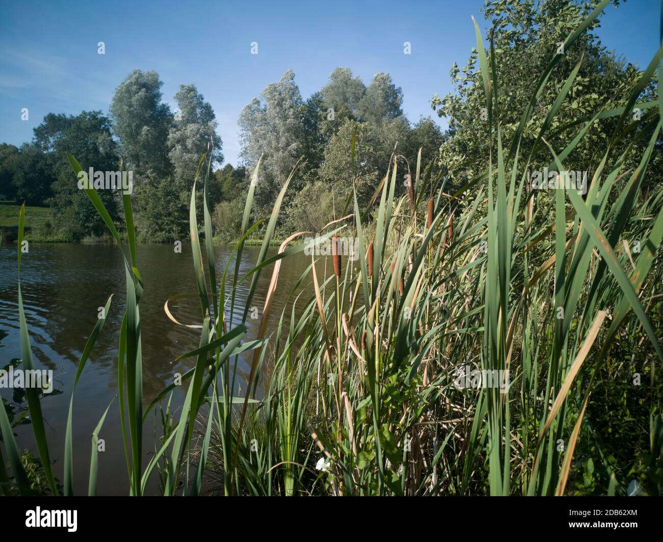 Green reed in shallow water hi-res stock photography and images - Alamy