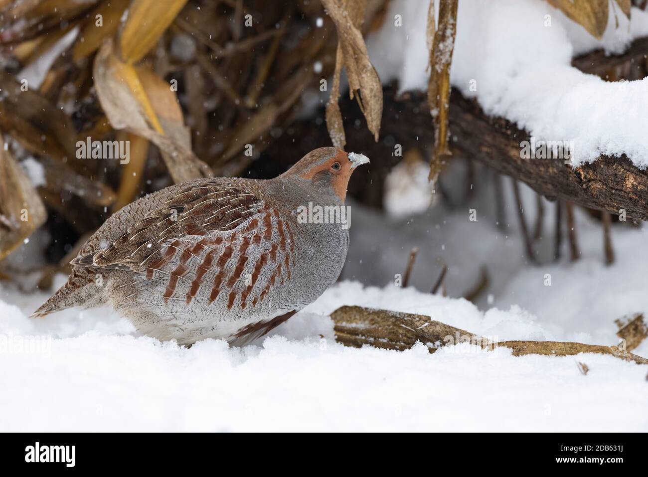 Hungarian Partridge in the snow on a autumn day in Montana Stock Photo ...