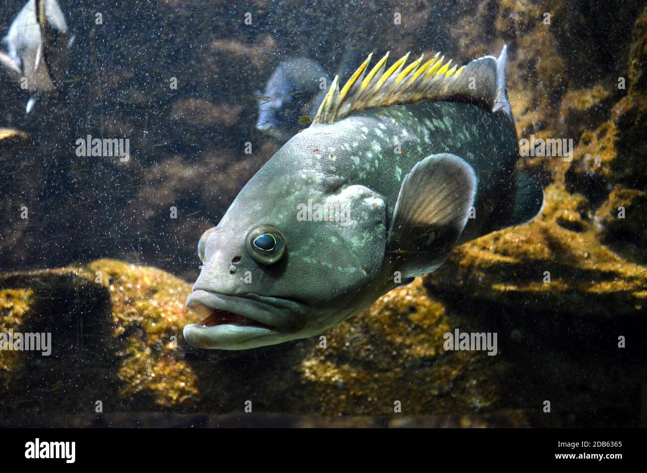 Beautiful predatory fish in the aquarium Stock Photo - Alamy
