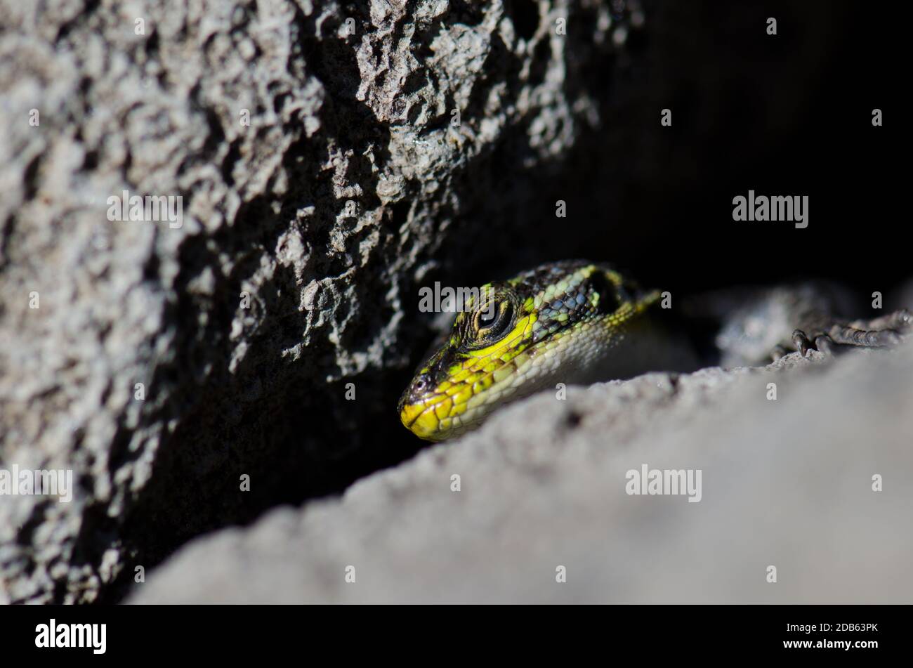 Male of jewel lizard Liolaemus tenuis. Conguillio National Park ...