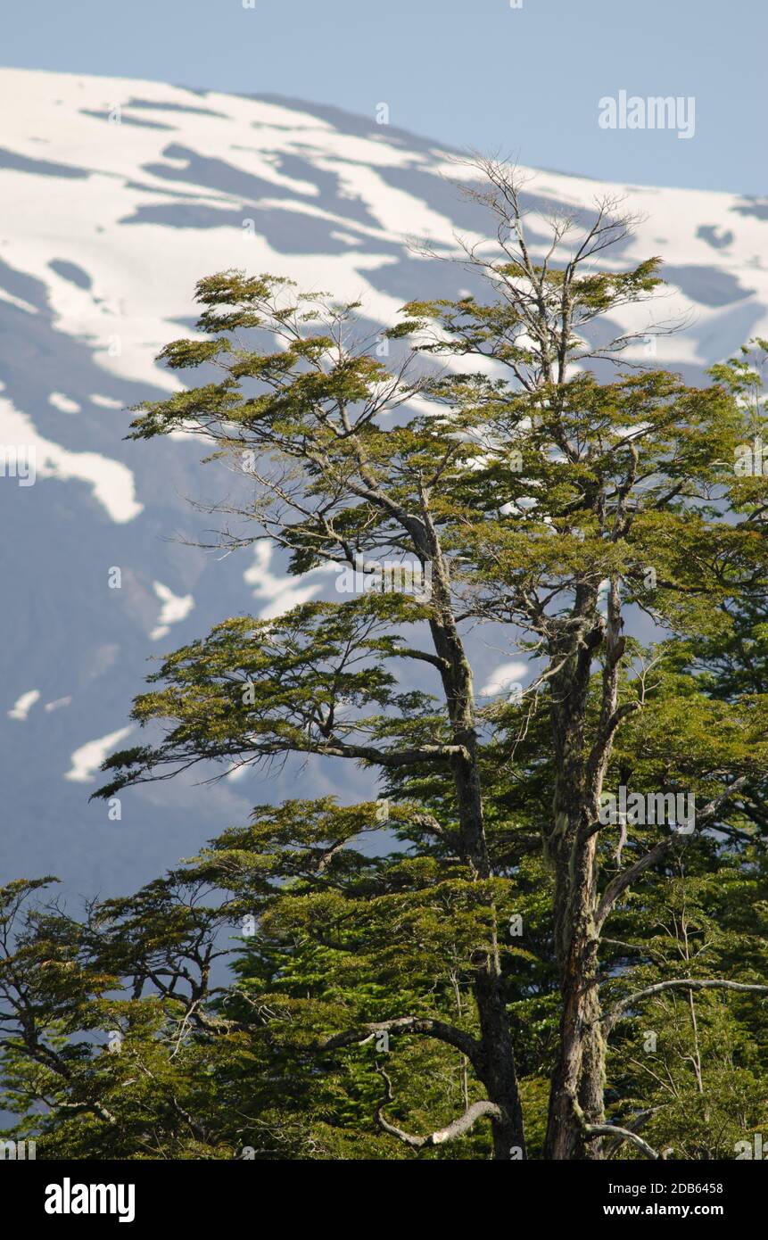 Nothofagus species hi-res stock photography and images - Alamy