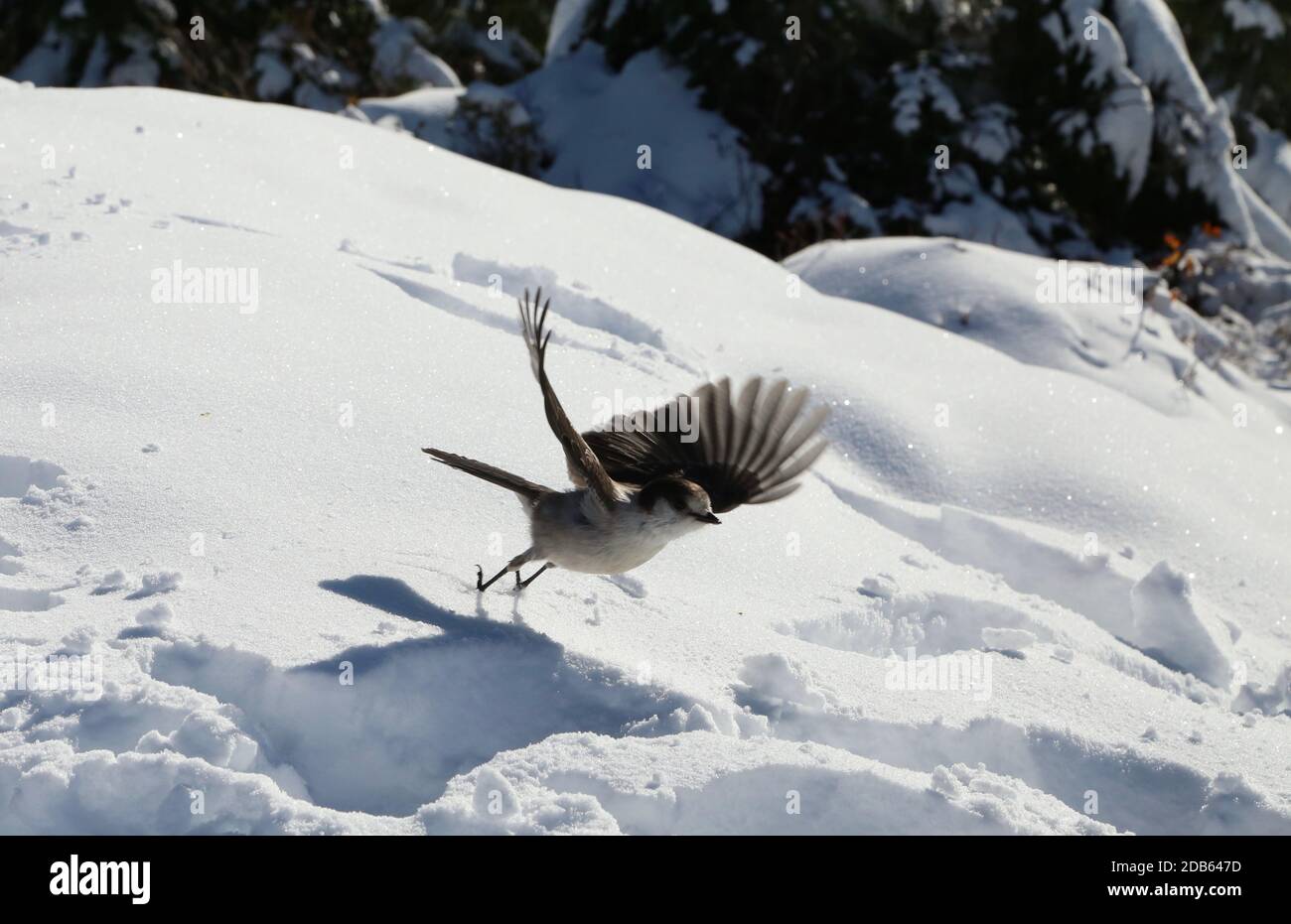Hop up birds hi-res stock photography and images - Alamy