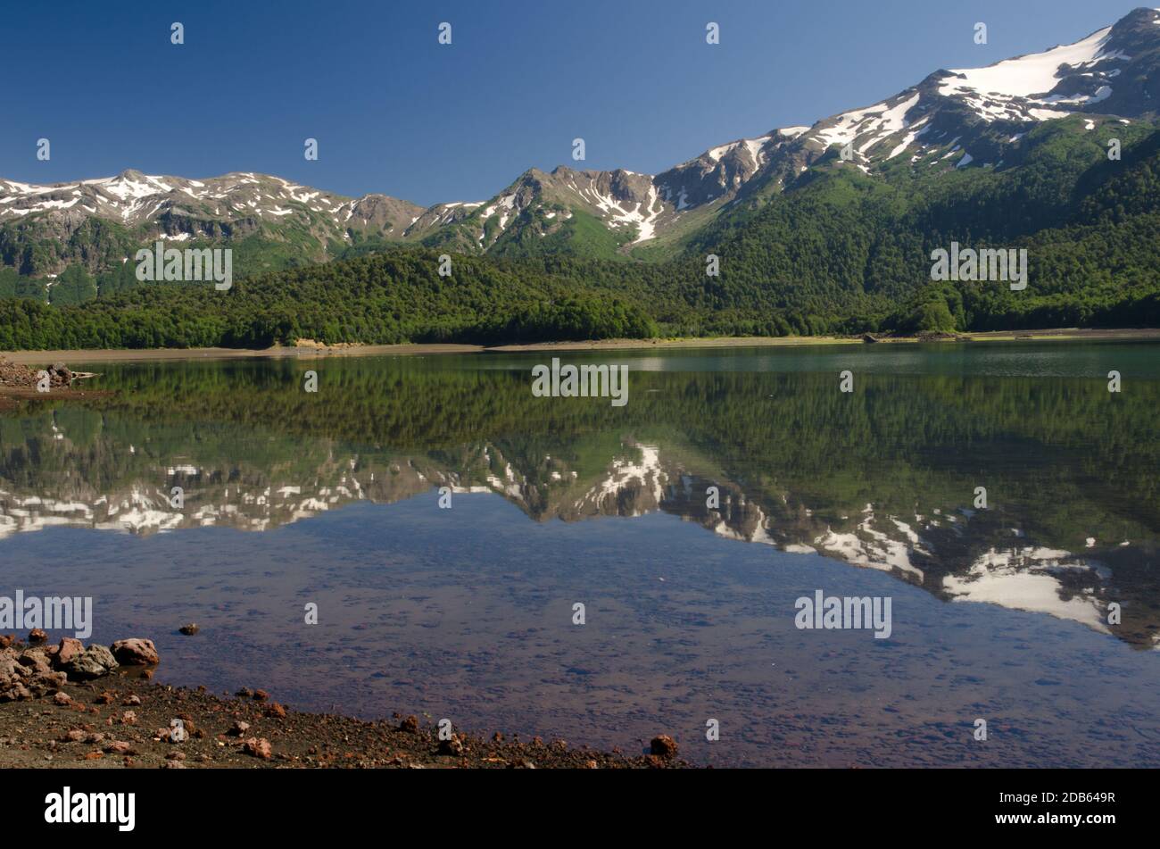Cliffs and forest reflected on the Conguillio lake. Conguillio National ...