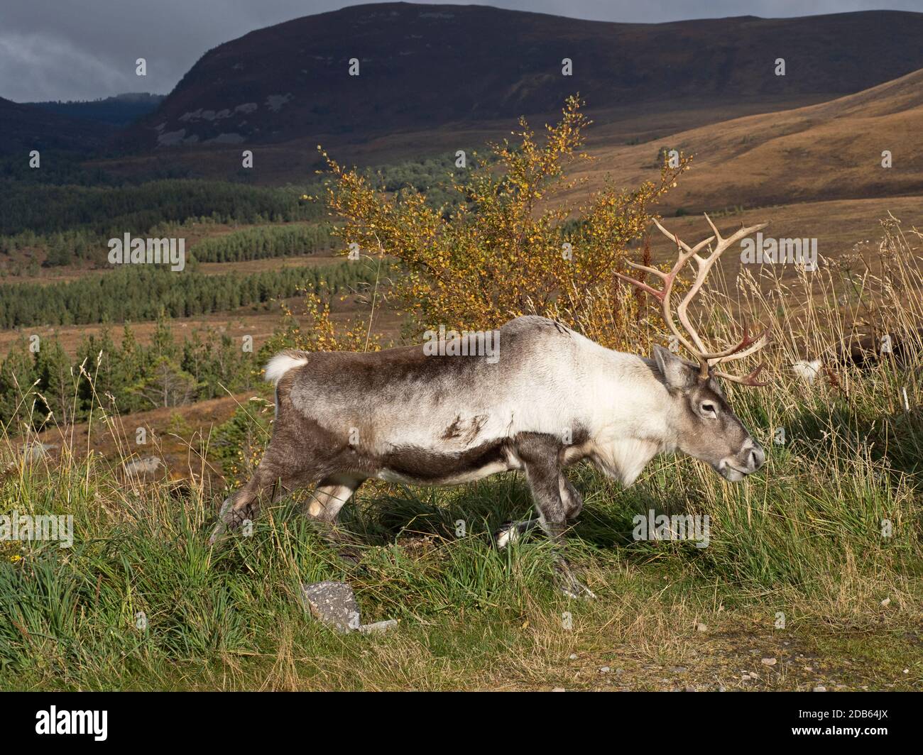 Reindeer, Rangifer tarandus, Cairngorm National Park, Scottish ...