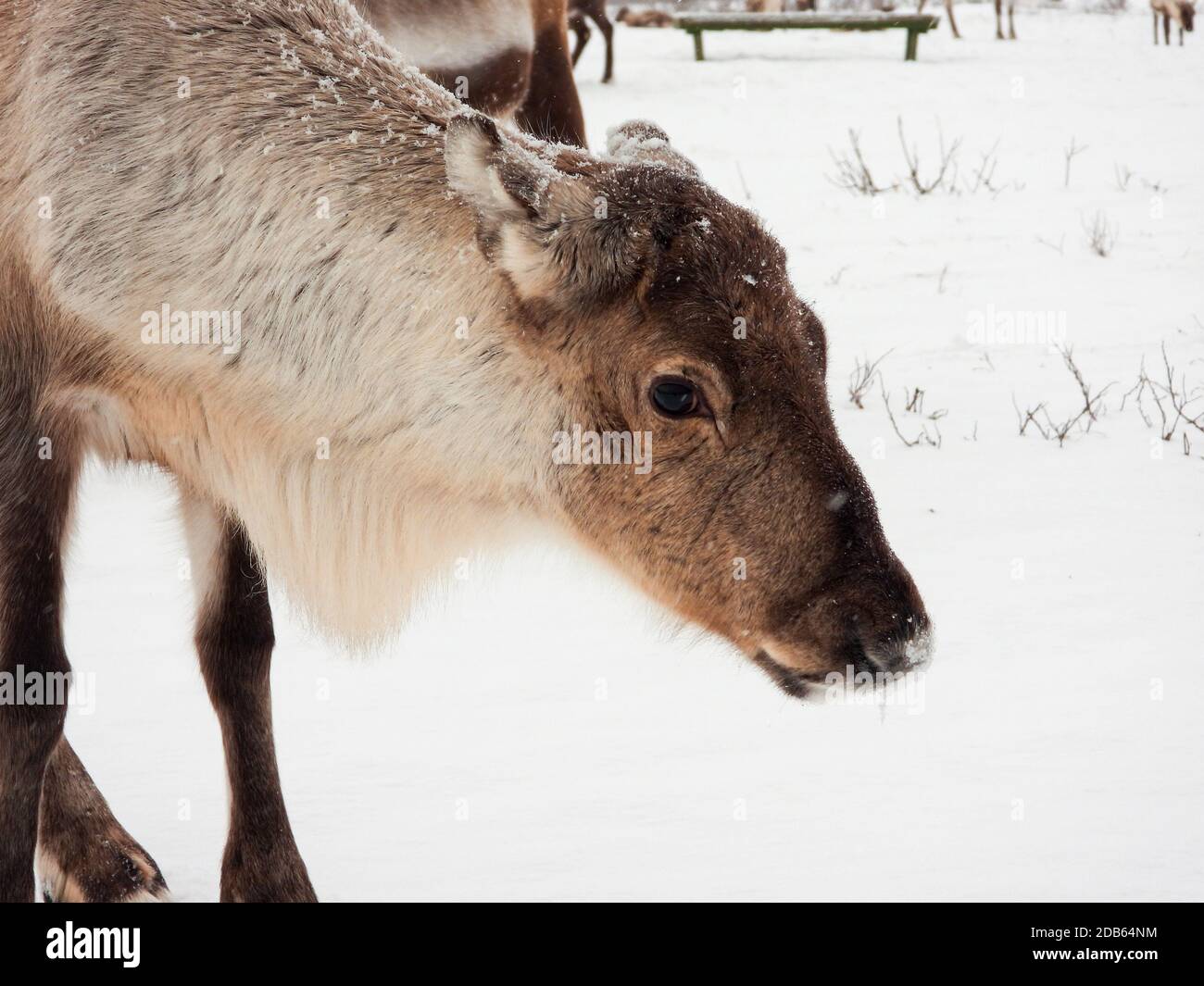 The reindeer (Rangifer tarandus) is a species of deer (Cervidae) with ...