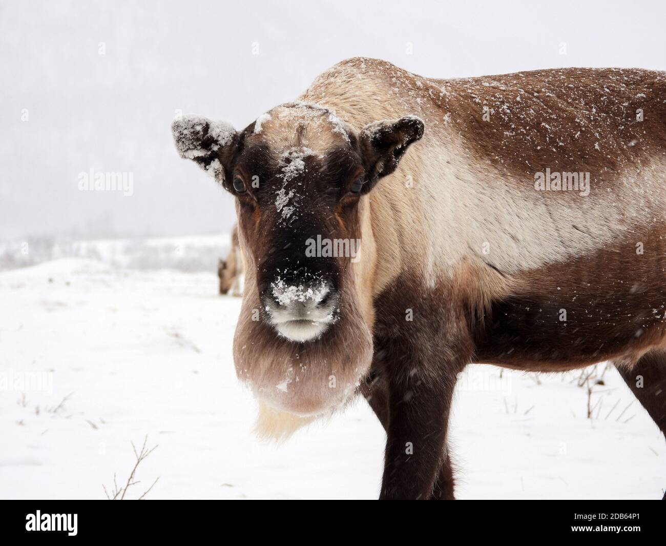 The reindeer (Rangifer tarandus) is a species of deer (Cervidae) with ...