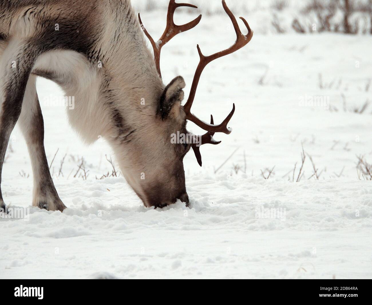 The reindeer (Rangifer tarandus) is a species of deer (Cervidae) with ...