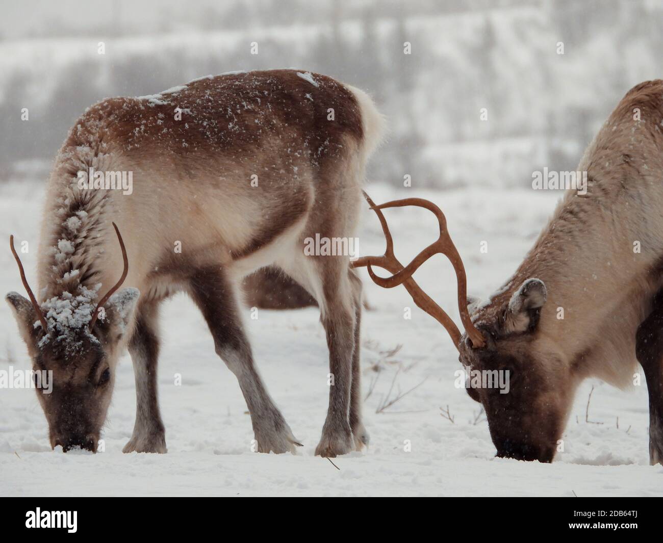 The reindeer (Rangifer tarandus) is a species of deer (Cervidae) with ...