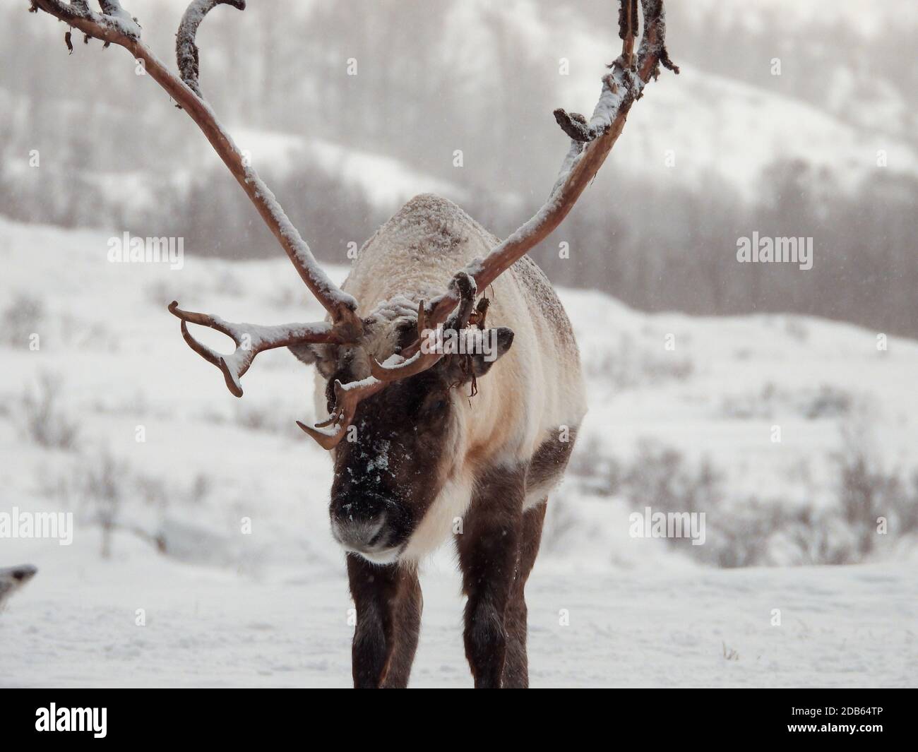 The reindeer (Rangifer tarandus) is a species of deer (Cervidae) with ...