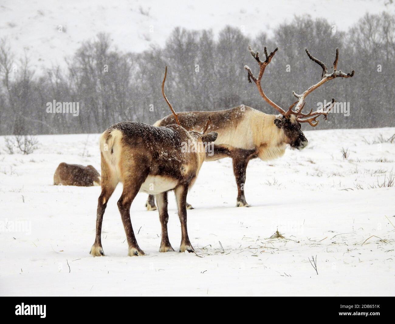 The reindeer (Rangifer tarandus) is a species of deer (Cervidae) with ...