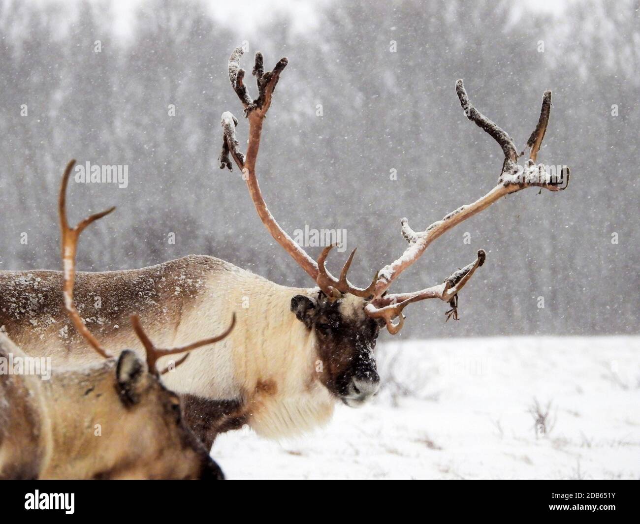 The reindeer (Rangifer tarandus) is a species of deer (Cervidae) with ...