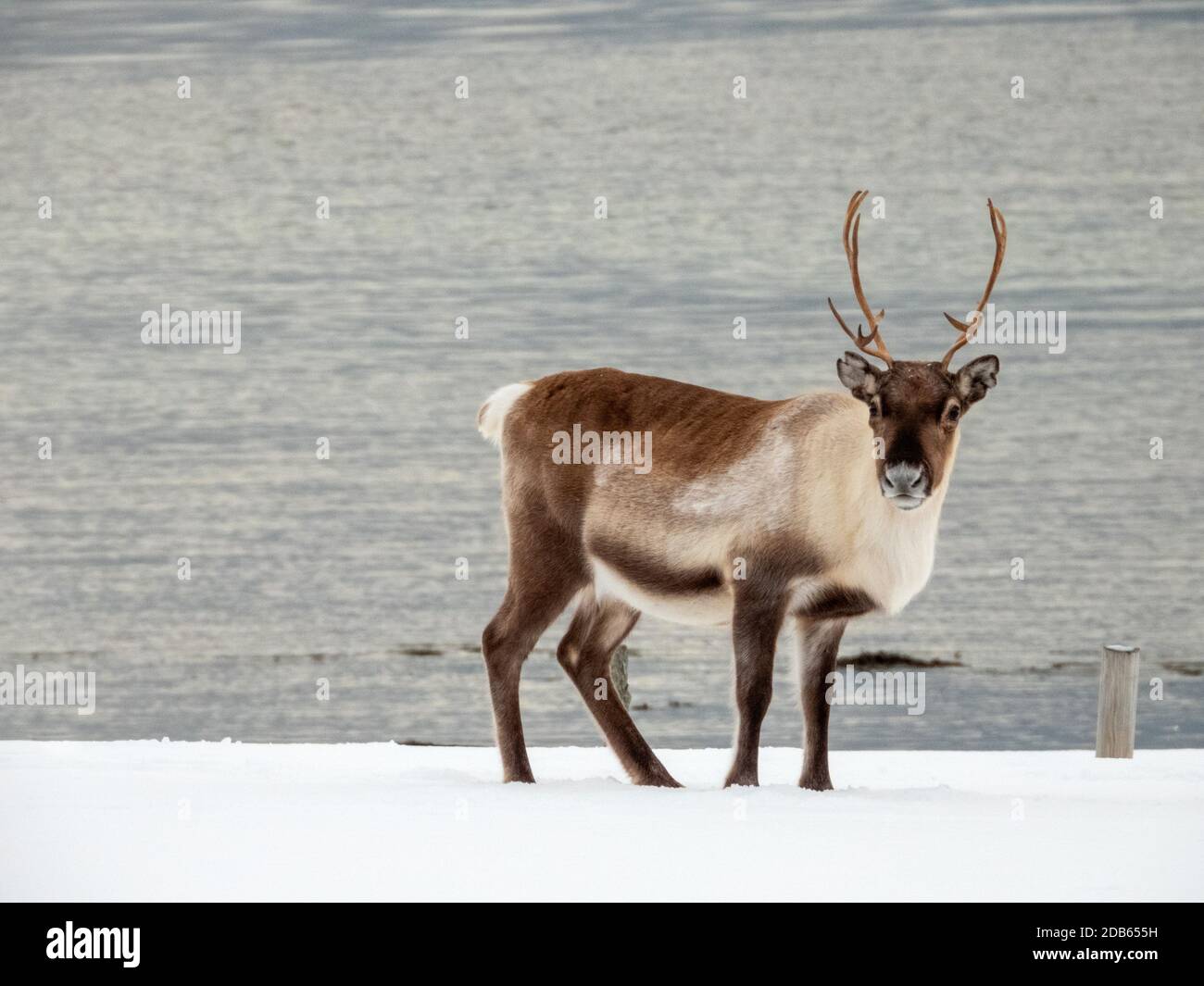 The reindeer (Rangifer tarandus) is a species of deer (Cervidae) with ...