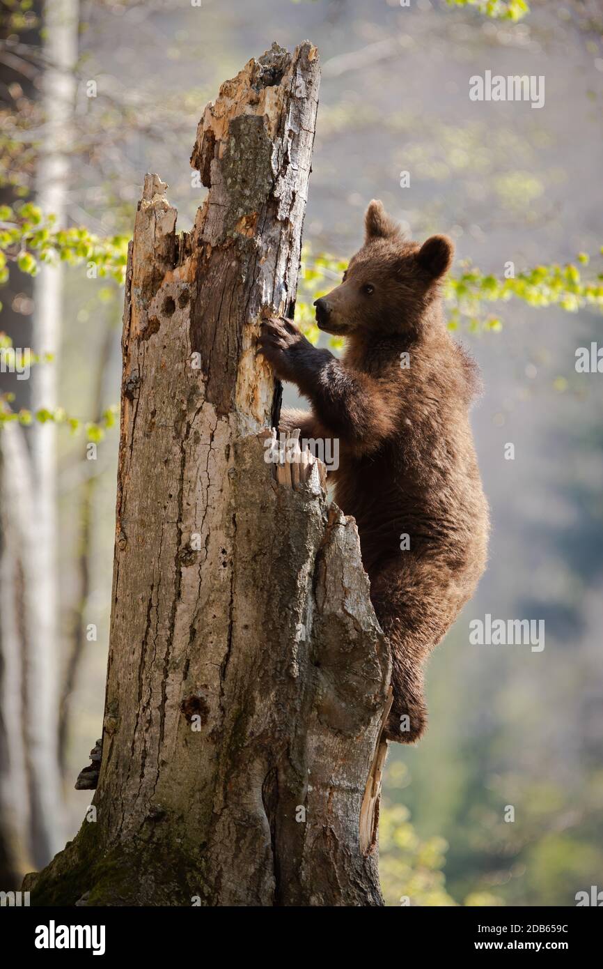 Griping tree hi-res stock photography and images - Alamy