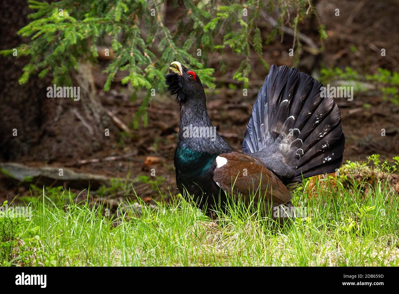 Majestic western capercaillie, tetrao urogallus, displaying during ...