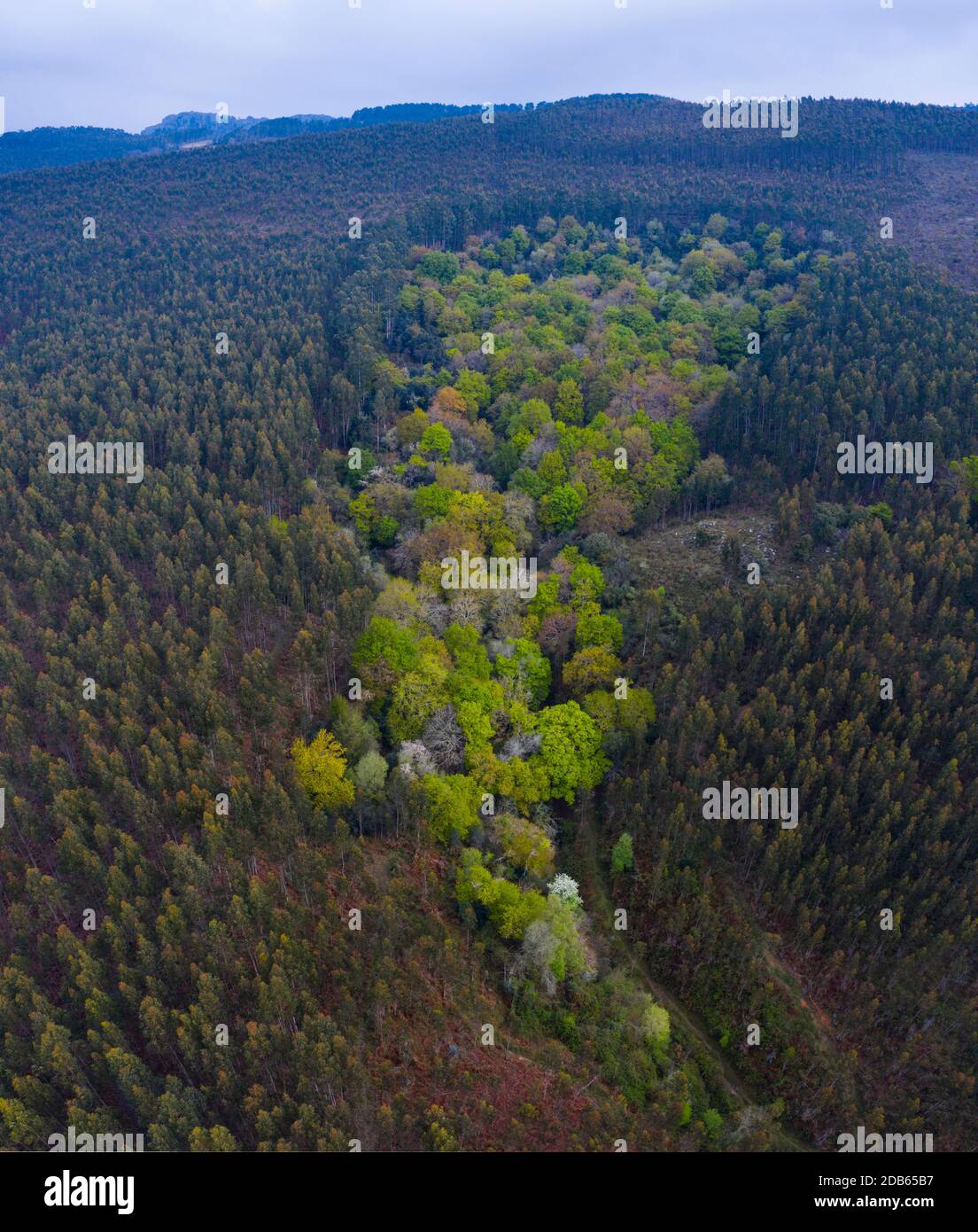 Oak forest and Eucaliptus plantation, Forest in springtime, Sámano ...