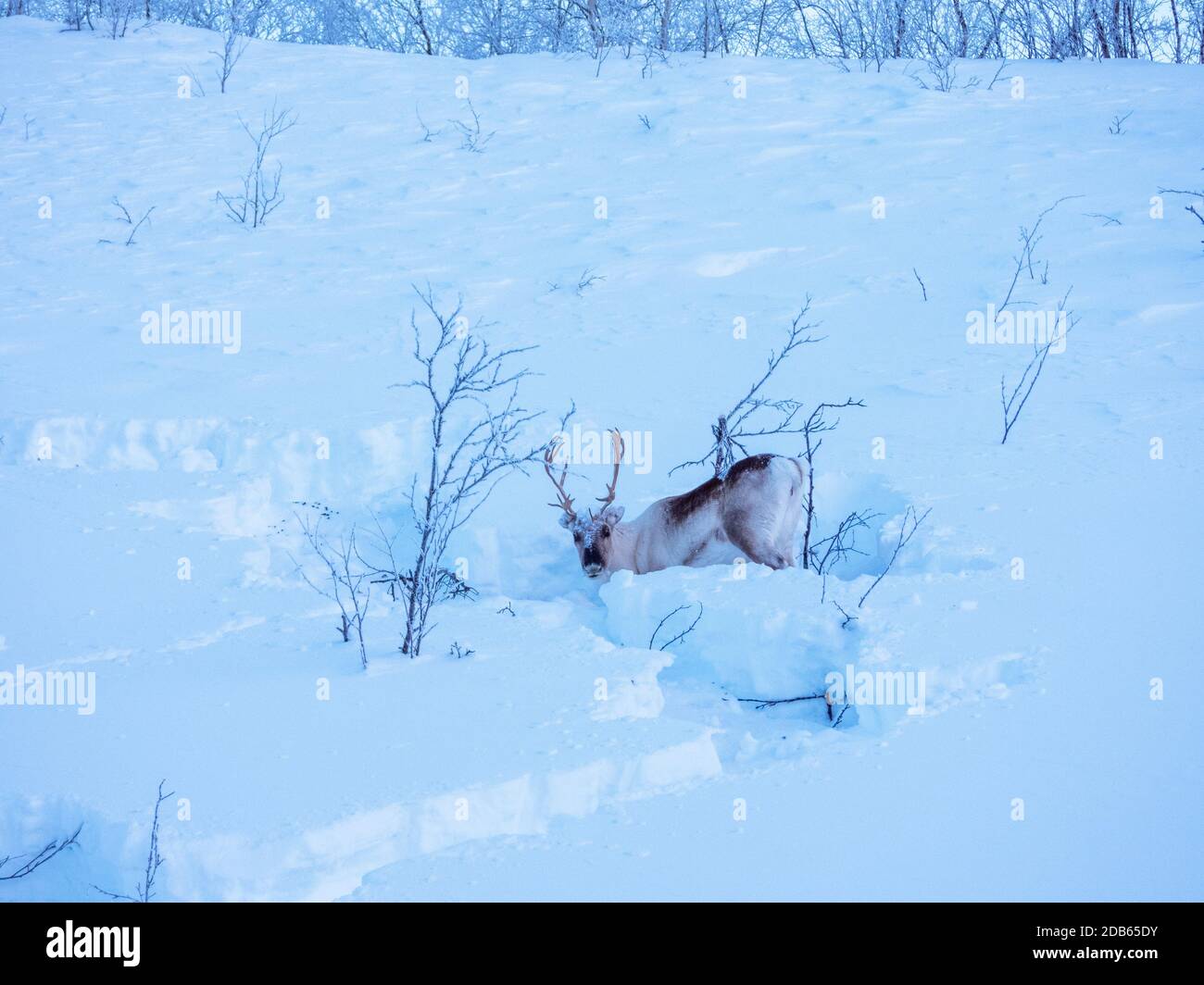 The reindeer (Rangifer tarandus) is a species of deer (Cervidae) with ...