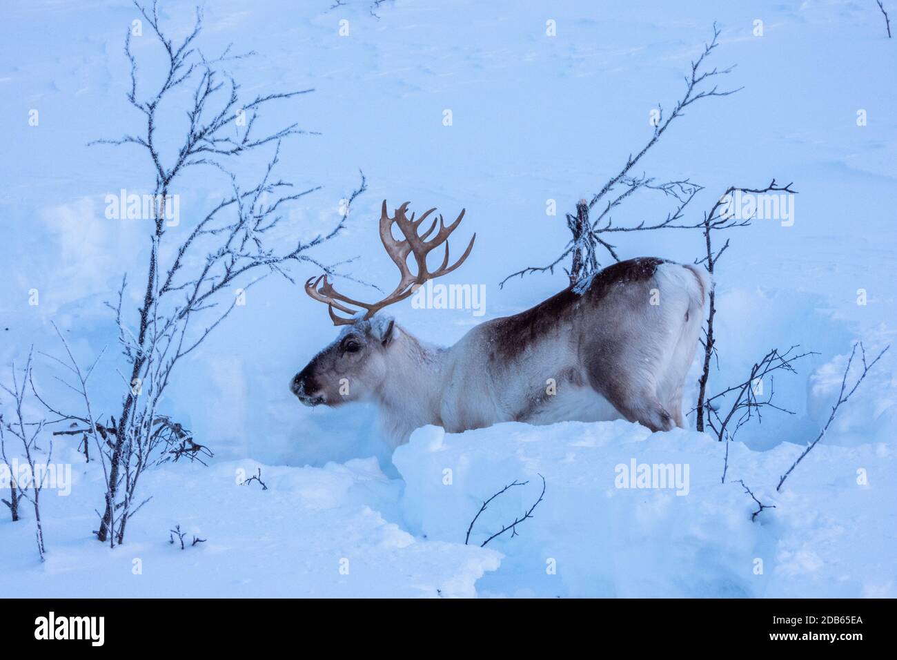 The reindeer (Rangifer tarandus) is a species of deer (Cervidae) with ...