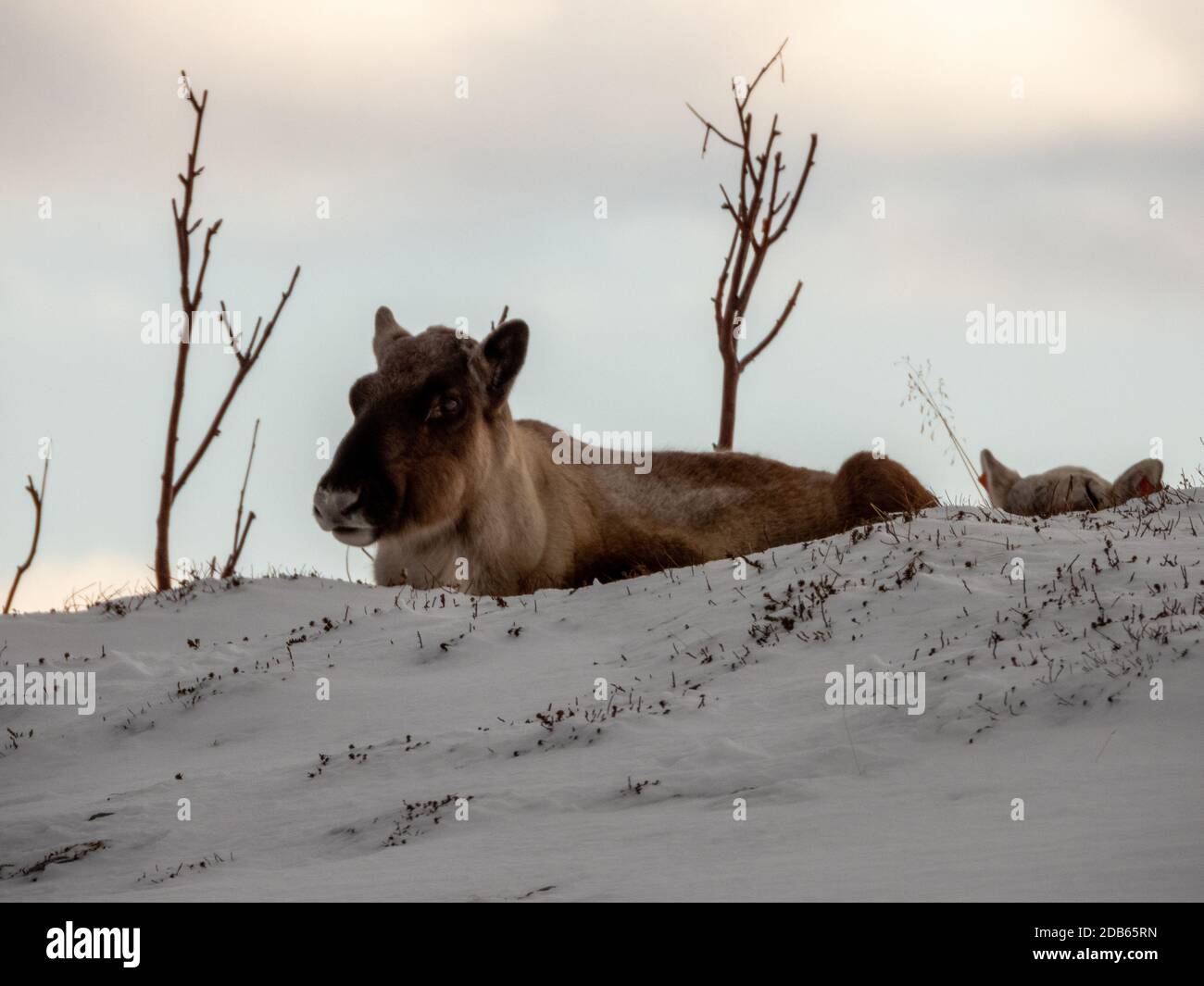 The reindeer (Rangifer tarandus) is a species of deer (Cervidae) with ...