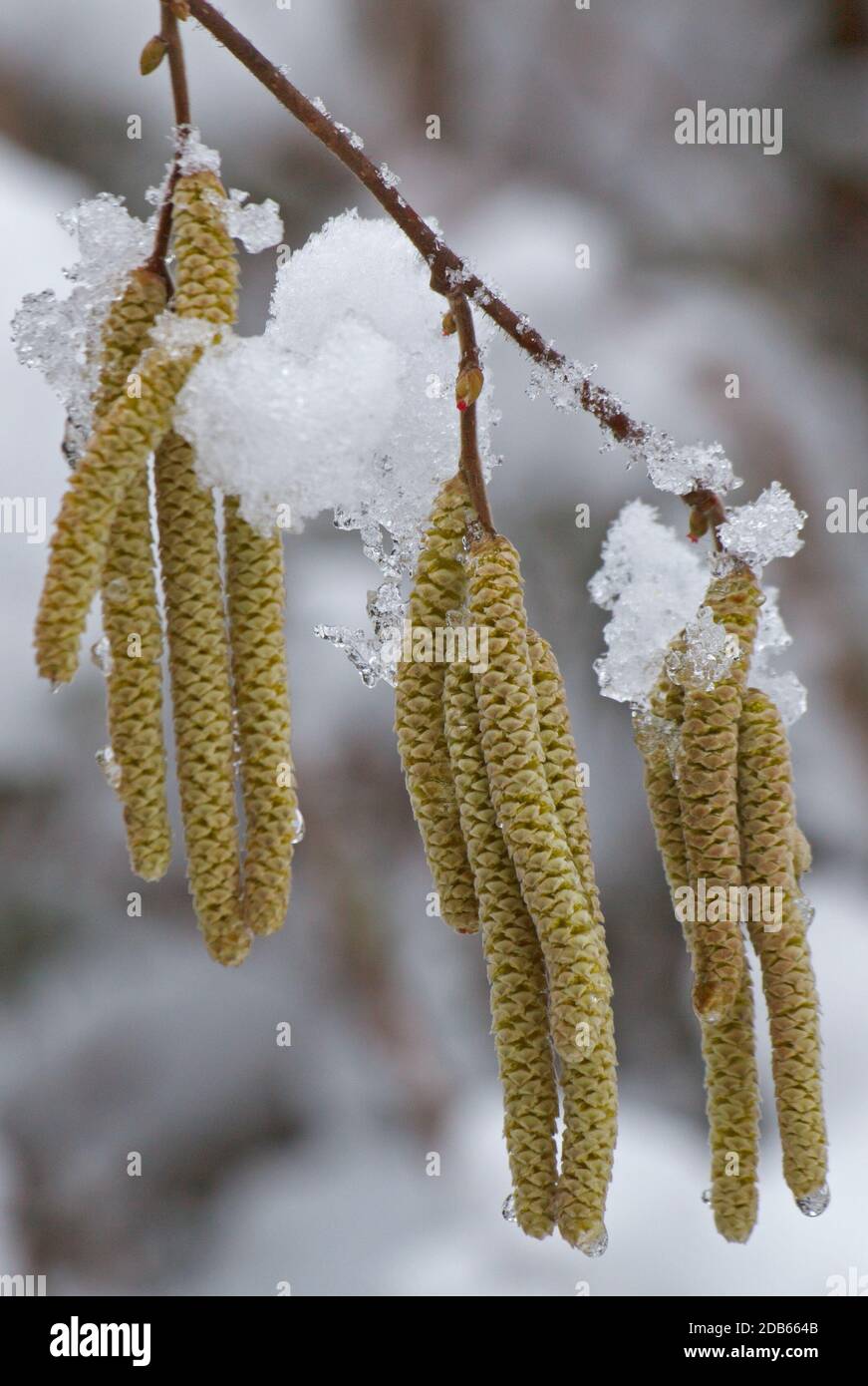 Common hazel branch with pollen in winter,covered with snow Stock Photo ...