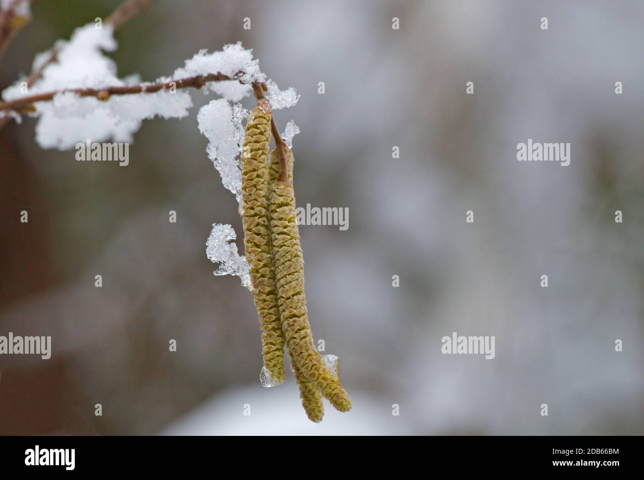 Common hazelnut and garden hi-res stock photography and images - Alamy