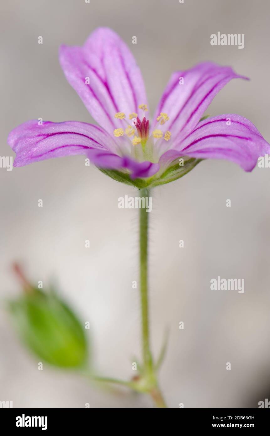 Flower of little-robin Geranium purpureum. Conguillio National Park ...