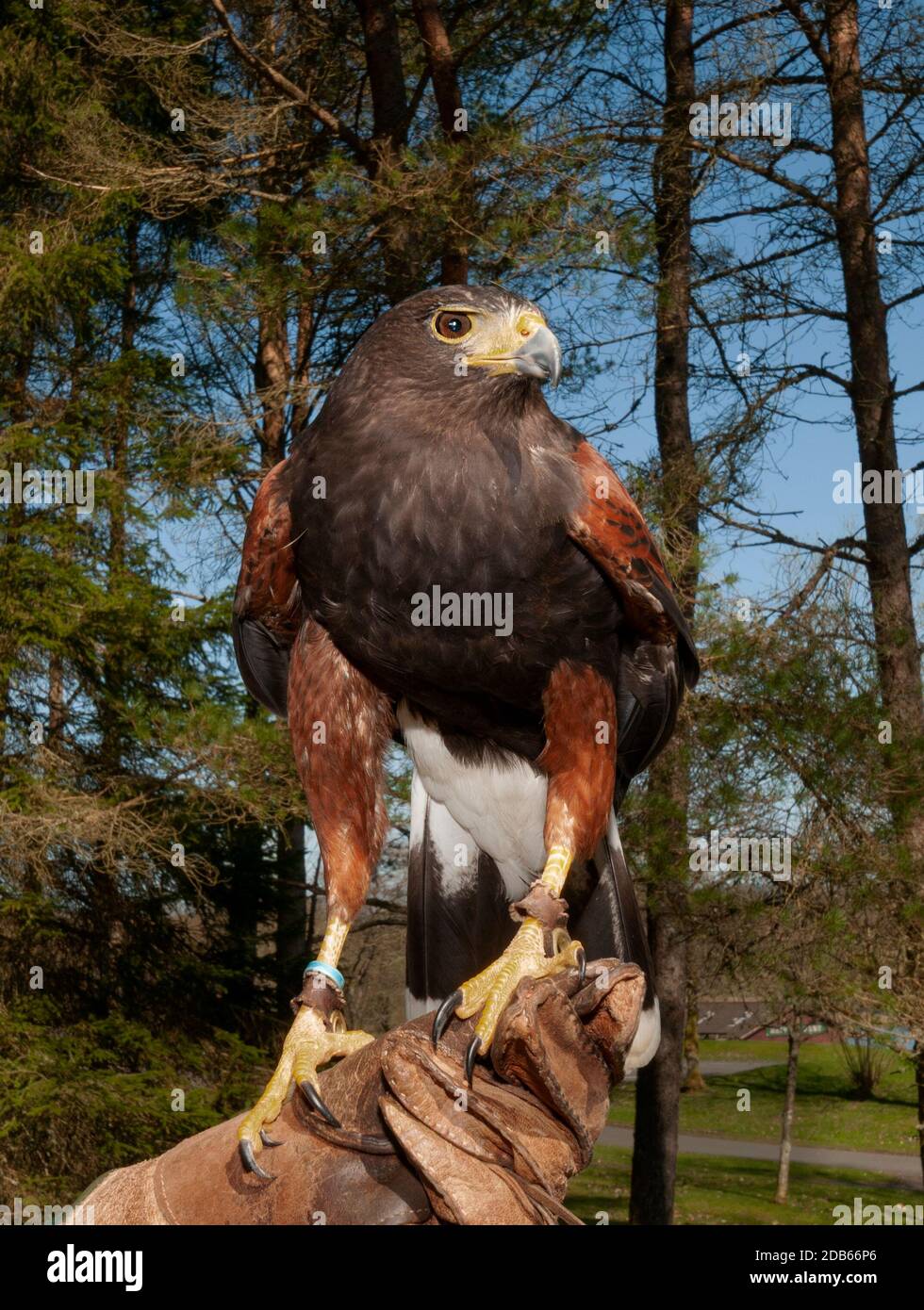 Monty "the HarrisHawk tethered to the keeper's glove at the Birds of ...